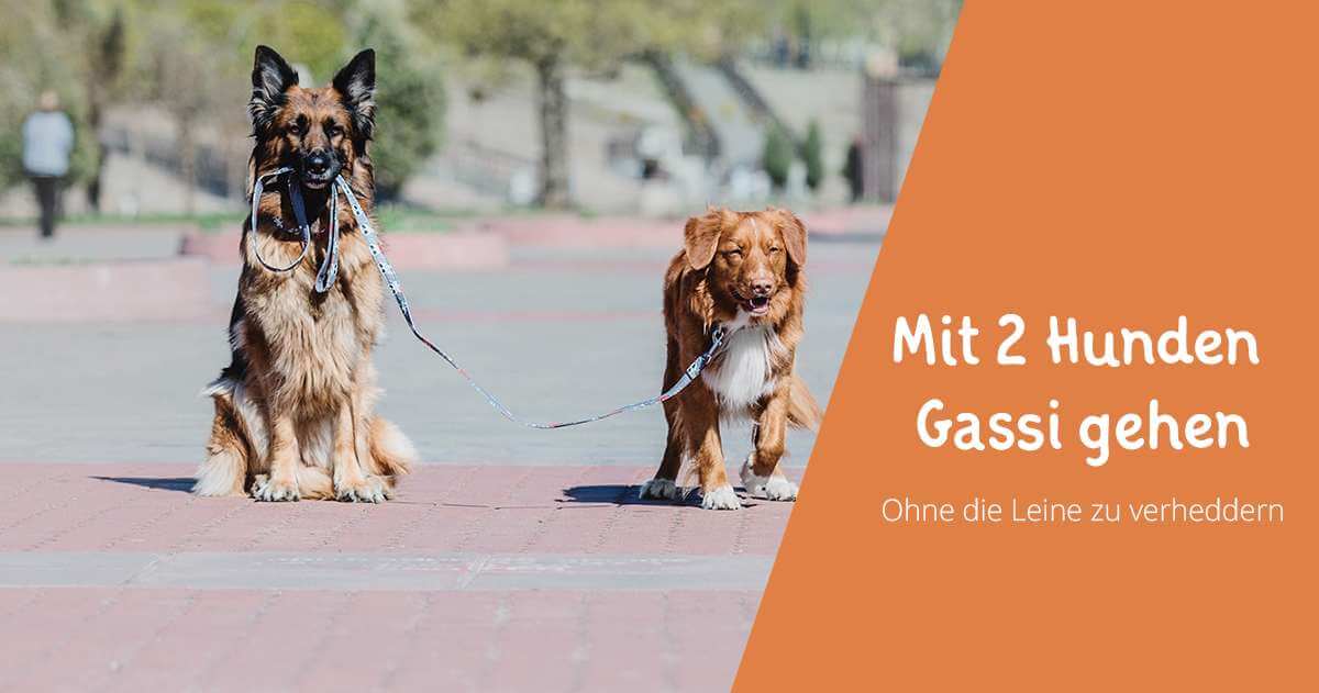 Mit der Doppelleine mit zwei Hunden entspannt Gassi gehen