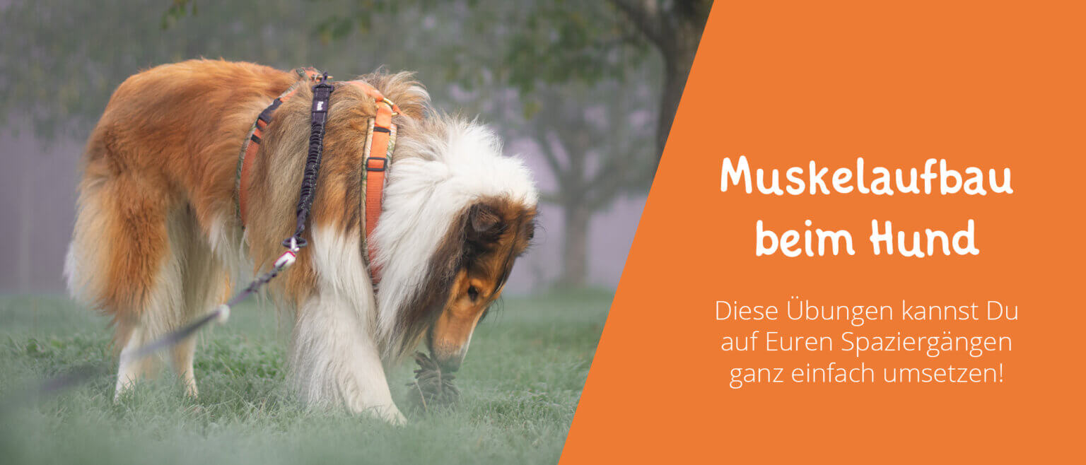 Muskelaufbau beim Hund - 4 Übungen für Euren Spaziergang