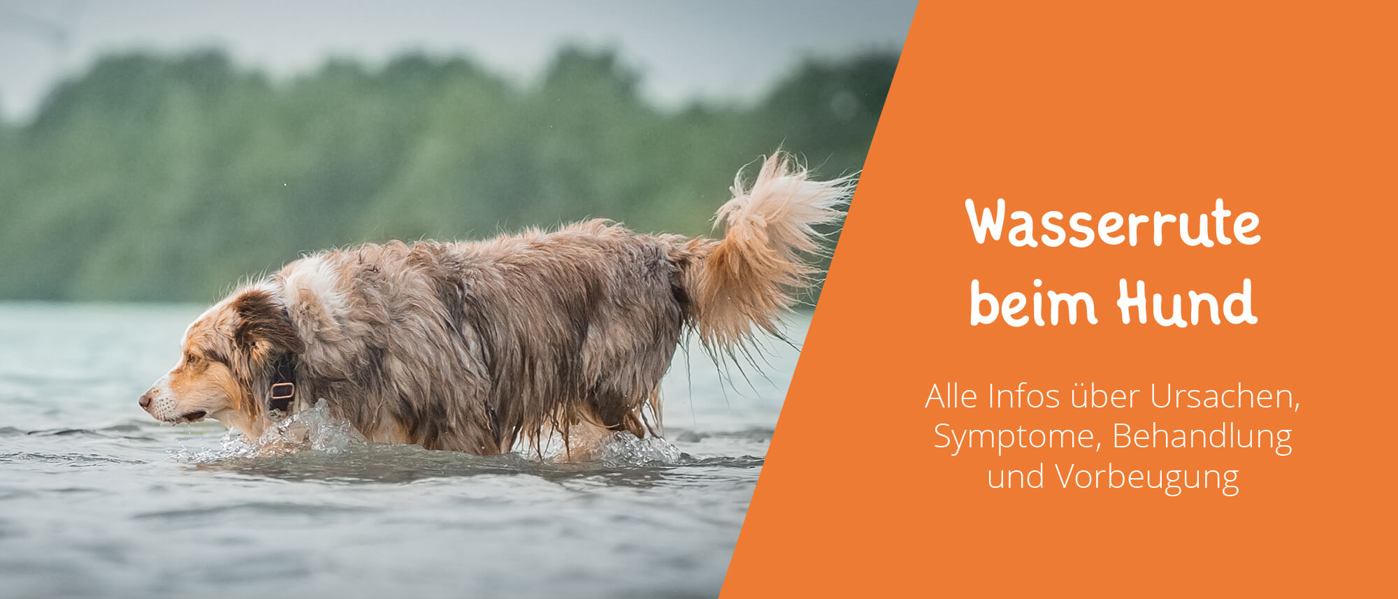 Schã¼rfwunde Beim Hund