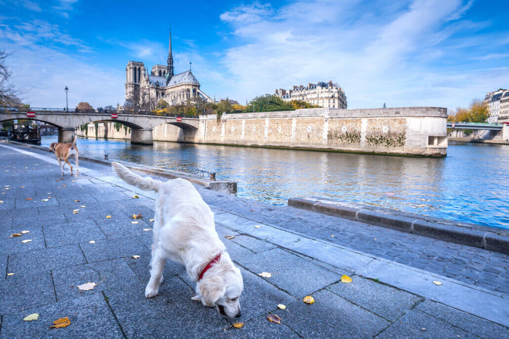 Urlaub Mit Hund Frankreich