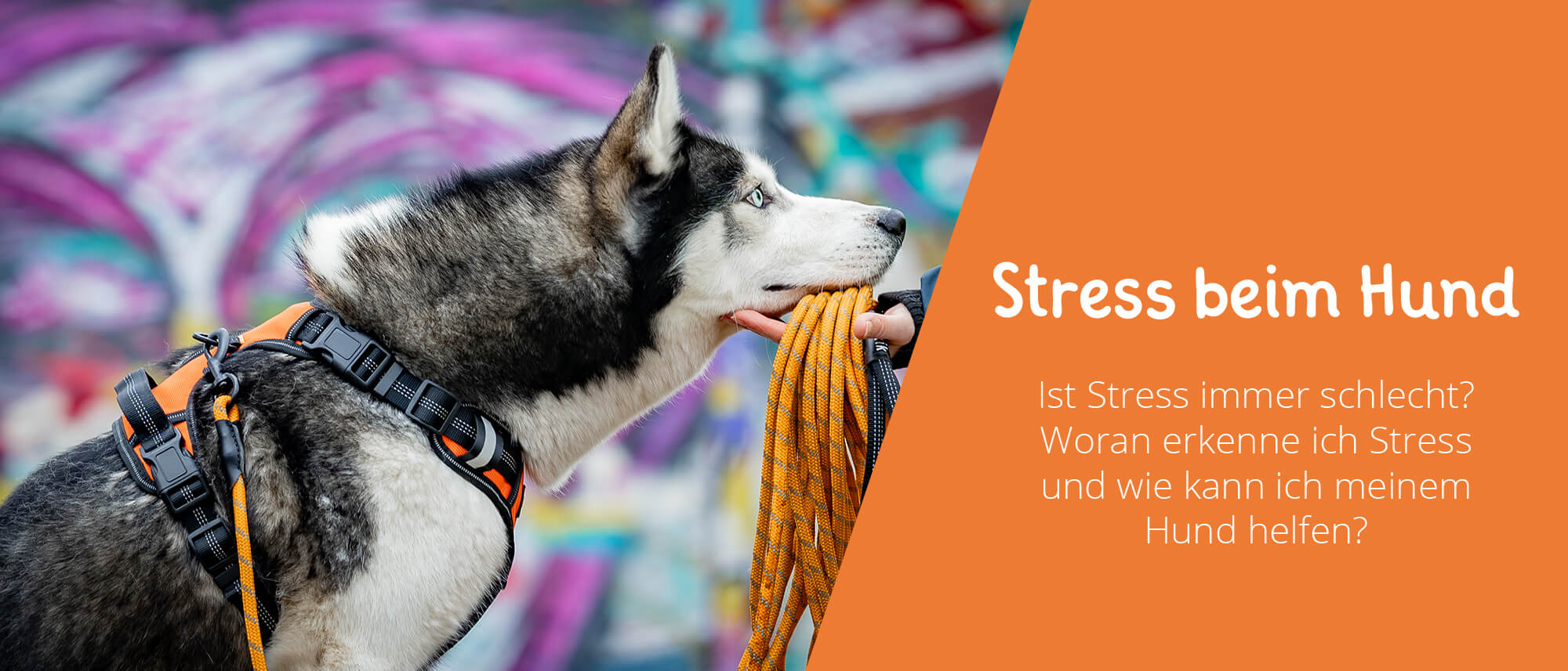 Stress beim Hund - über Angsthund, Trennungsangst und Co - Floxik ...